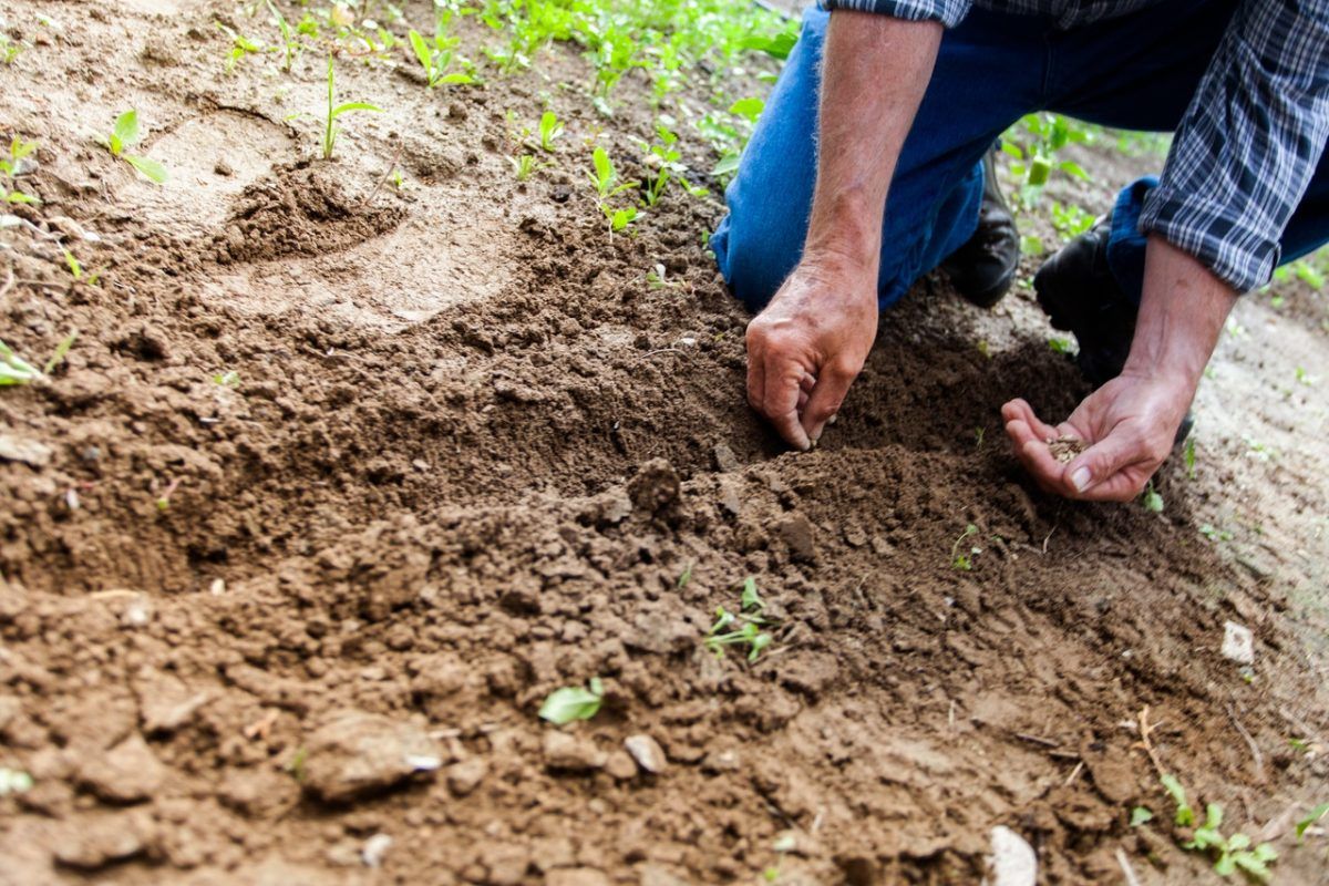 Grow food for your Big Lunch - Eden Project communities